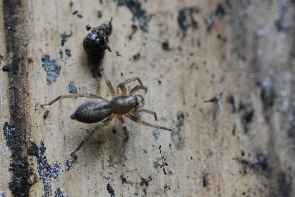 Bark Sac Spider from Tourbiere de Gimel, 42660 Saint-Régis-du-Coin ...