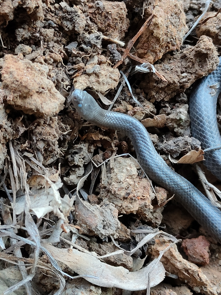 Small-eyed Snake from Yengarie QLD 4650, Australia on December 14, 2021 ...