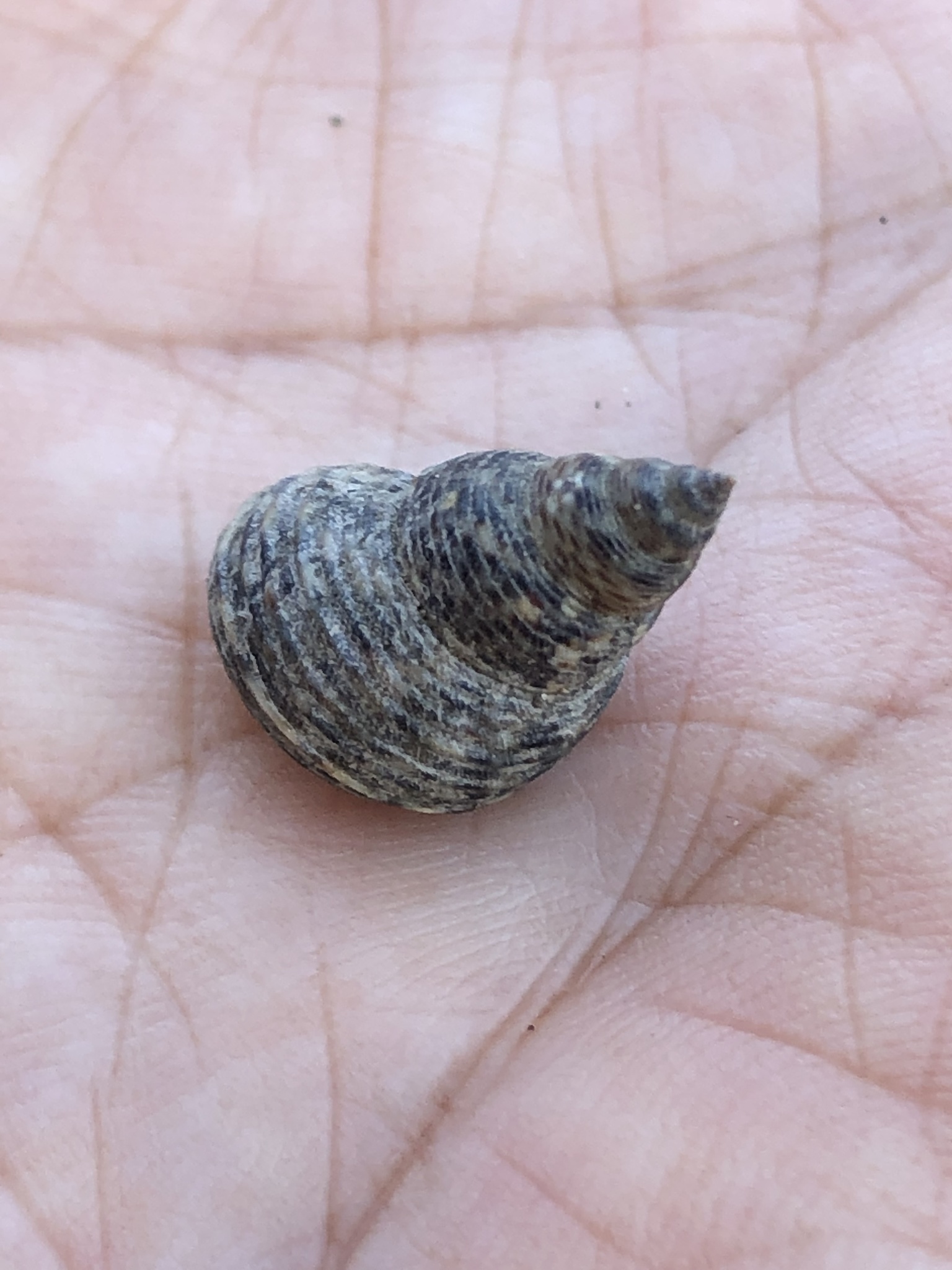 Littoraria scabra (Linnaeus, 1758)