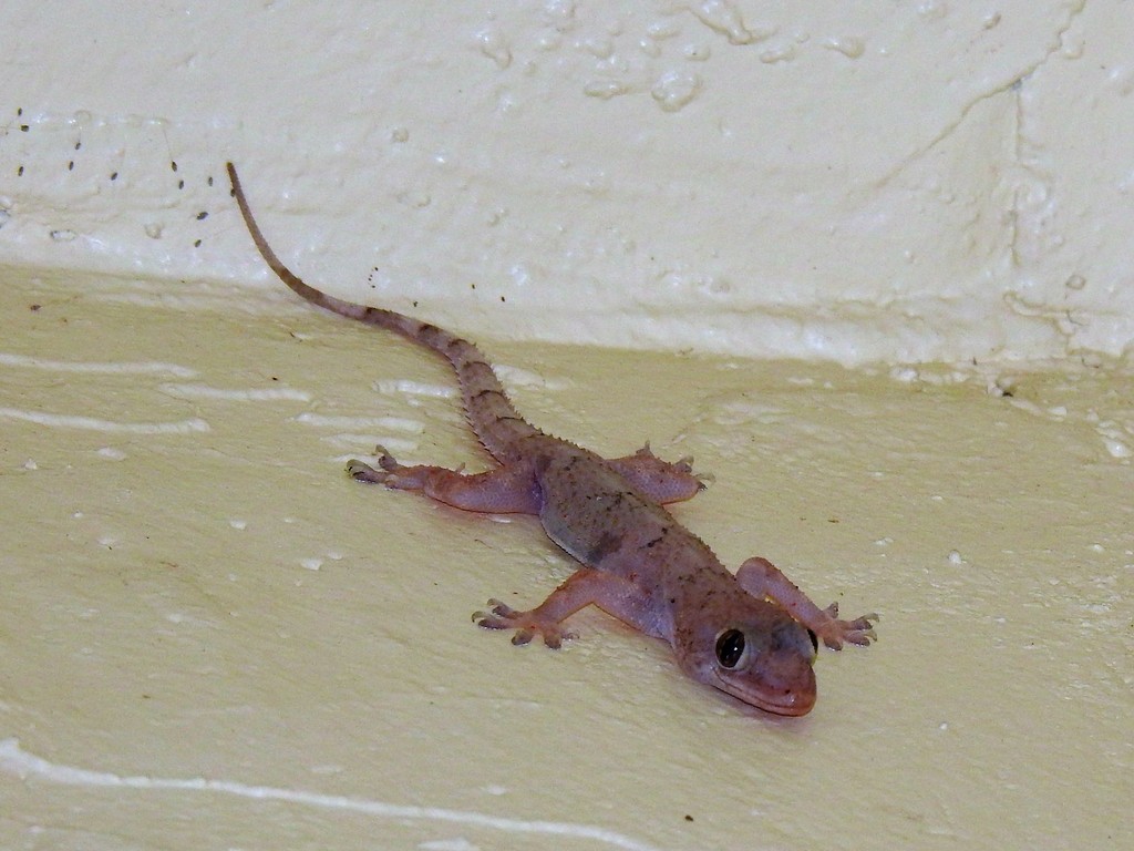 Tropical House Gecko from (west) Boynton Beach, FL, USA on December 12 ...