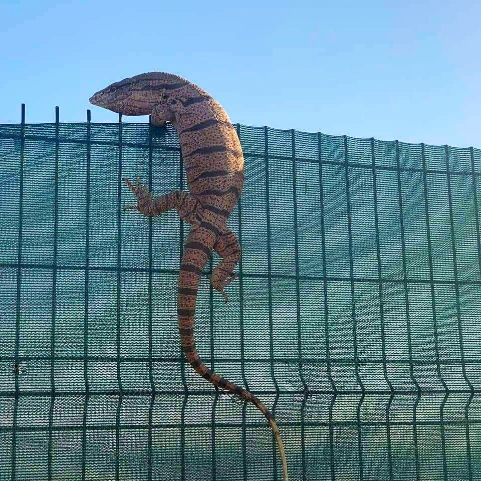 Caspian Monitor from Каракульский район, Узбекистан on June 25, 2021 at ...
