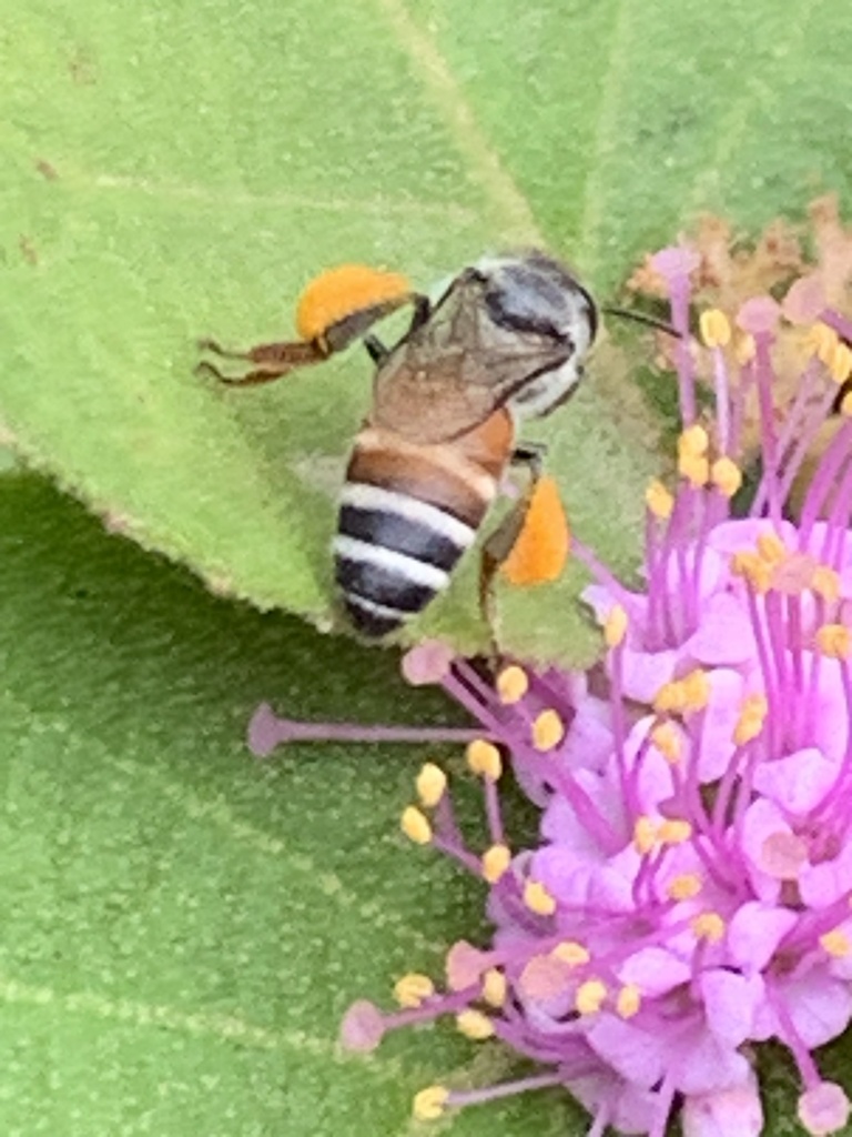 Red Dwarf Honey Bee from Hougang Primary School, Hougang, Singapore, SG ...