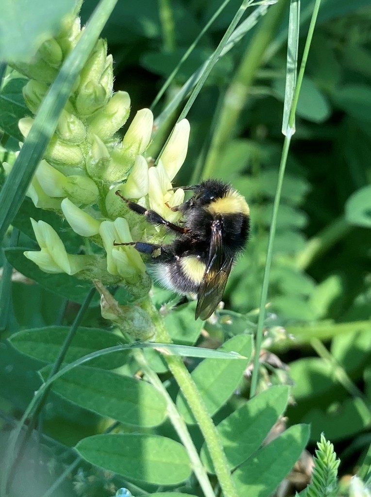 Cryptic Bumble Bee from Southeast Calgary, Calgary, AB, Canada on July ...