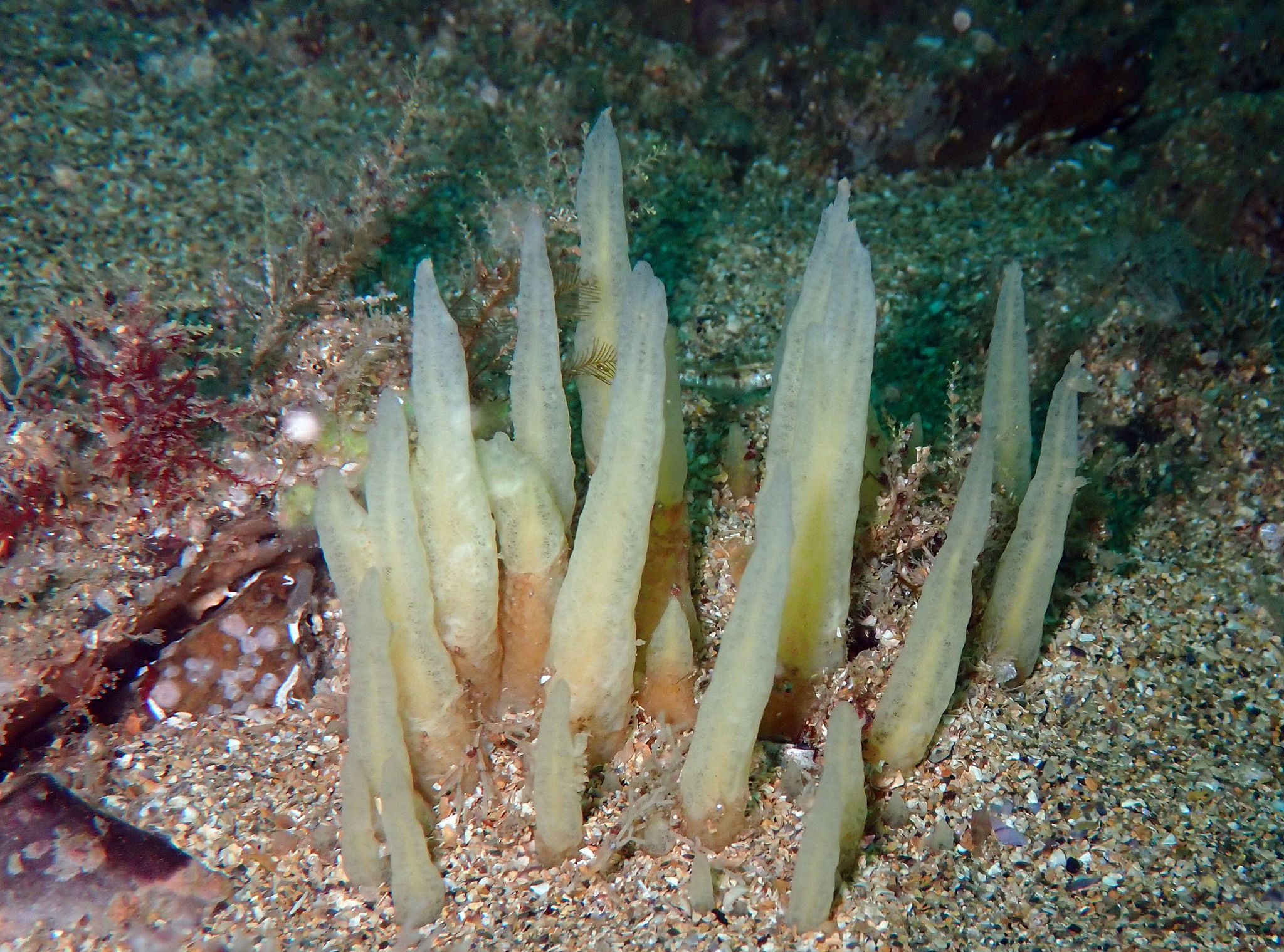 Ciocalypta Bowerbank, 1862