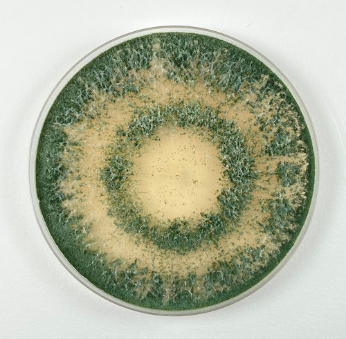 Trichoderma atroviride · iNaturalist