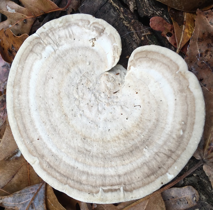 Trametes lactinea (Hongos de Córdoba) · iNaturalist