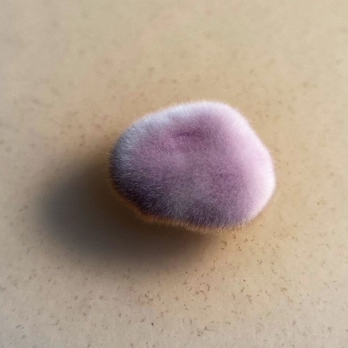 Class Tritirachiomycetes · iNaturalist