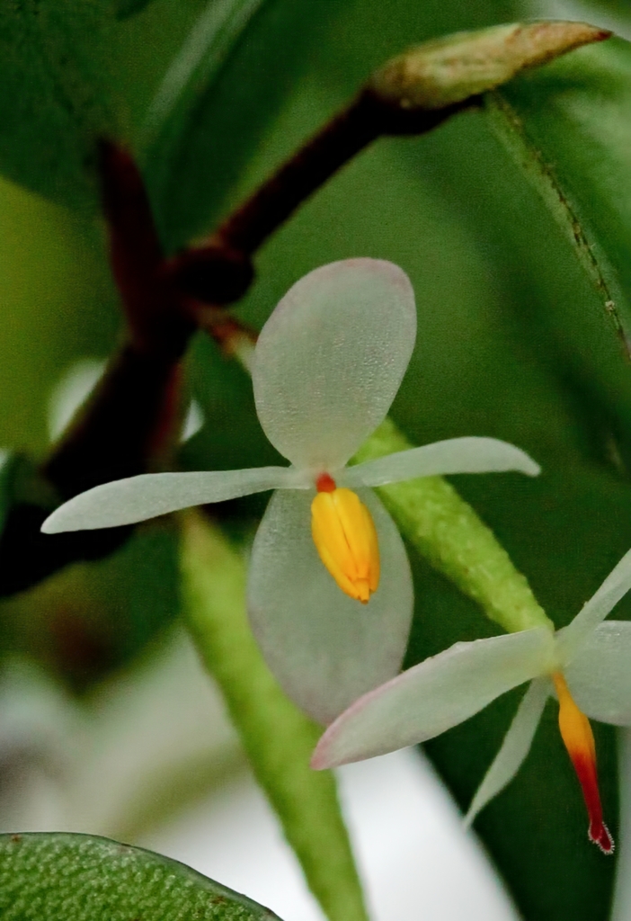 (Begonia polygonoides) - Botanical Realm