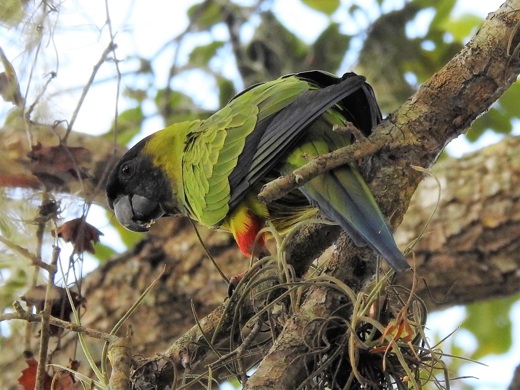 Nanday Parakeet from Arthur R. Marshall Loxahatchee Wildlife Refuge ...
