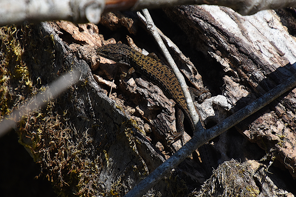 Northwestern Alligator Lizard from Coos County, OR, USA on April 9 ...