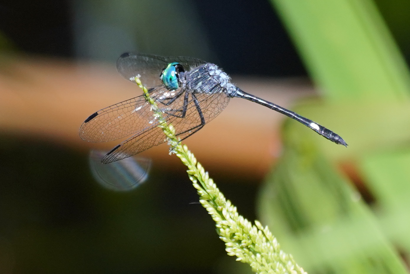 Micrathyria mengeri Ris, 1919