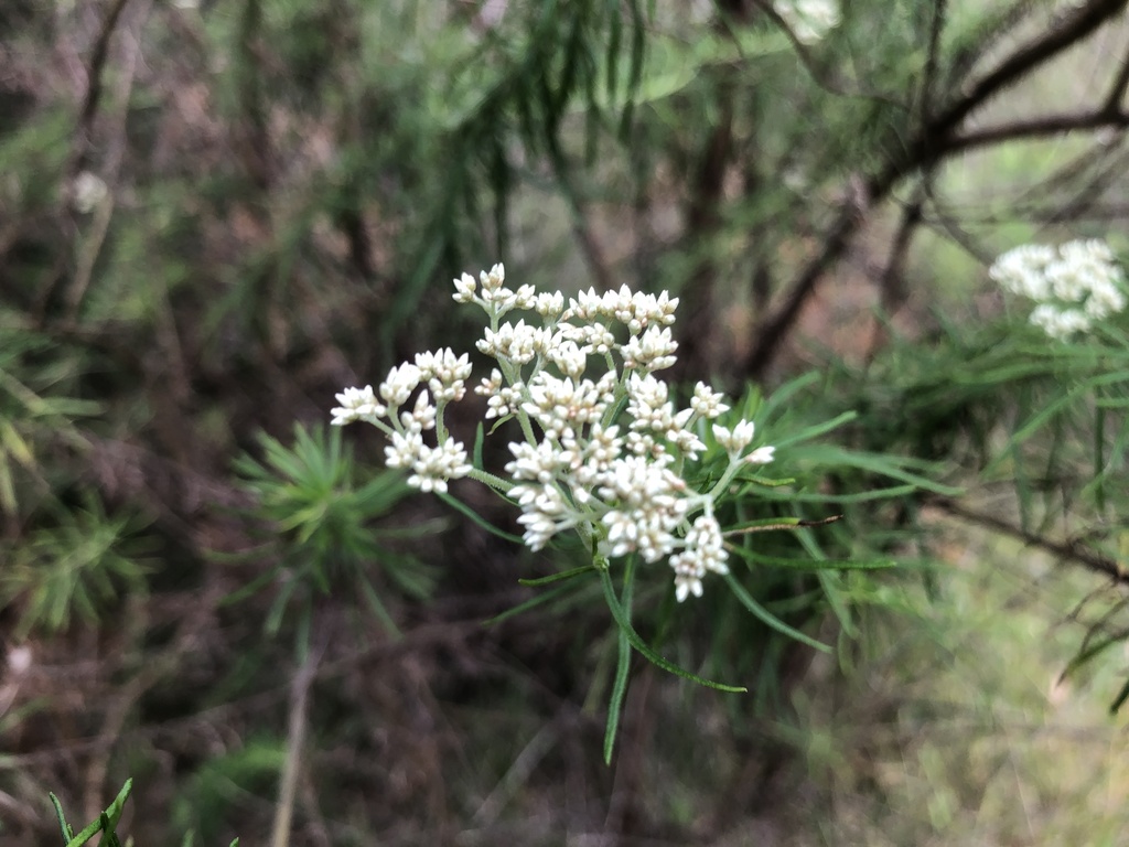 Shiny Cassinia from Mornington Peninsula National Park, Main Ridge, VIC ...