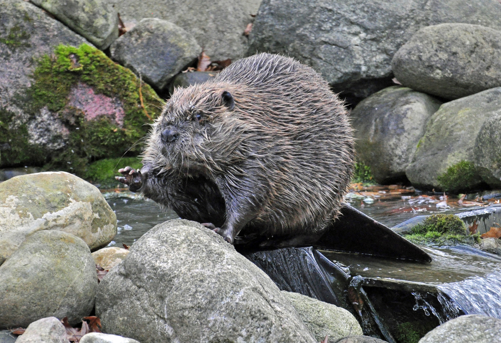 American Beaver (Castor canadensis) - Know Your Mammals