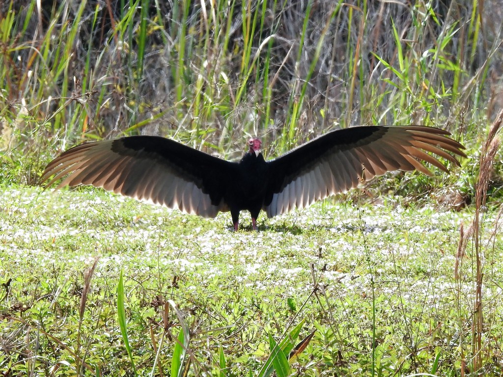 Turkey Vulture from Arthur R. Marshall Loxahatchee Wildlife Refuge ...