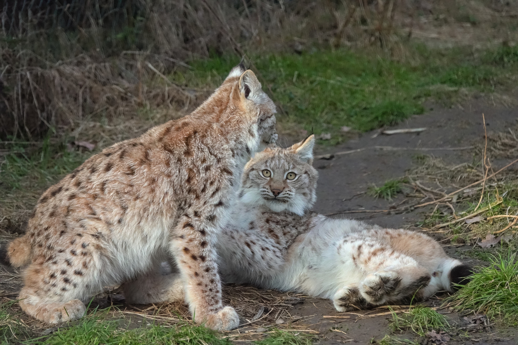 Eurasian Lynx (Lynx lynx) - Know Your Mammals