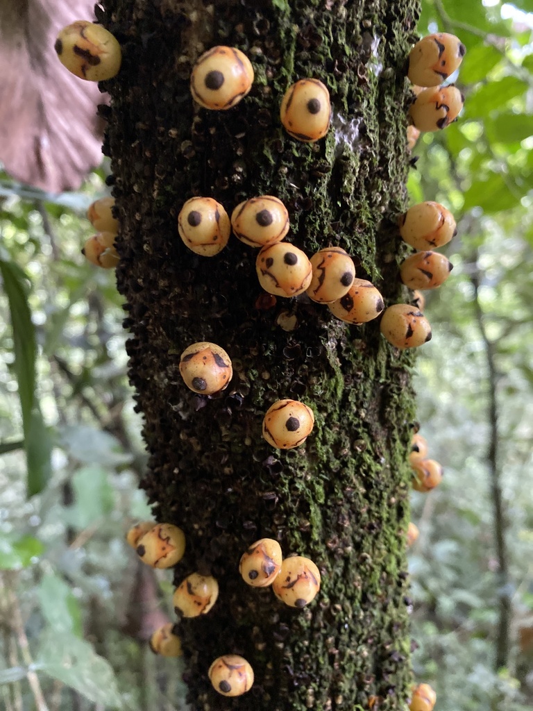 Apodanthes from Cortés, HN on December 14, 2021 at 10:38 AM by ...