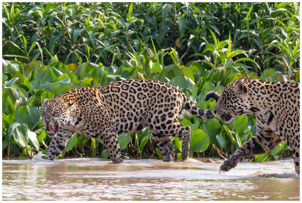 Jaguar (Panthera onca) - Know Your Mammals