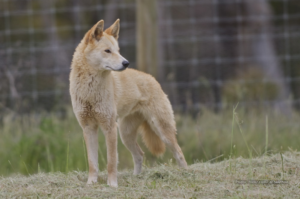 Dingo (Canis familiaris dingo) - Know Your Mammals
