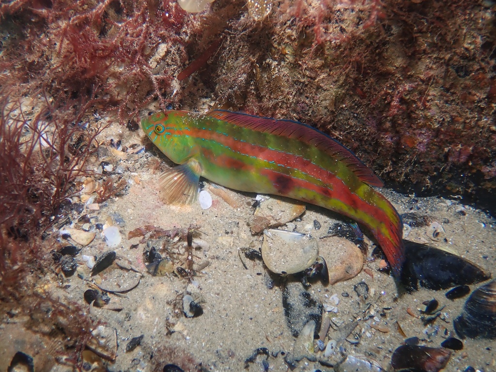 Senator Wrasse from Capel Sound, Rye, VIC, AU on December 15, 2021 at ...
