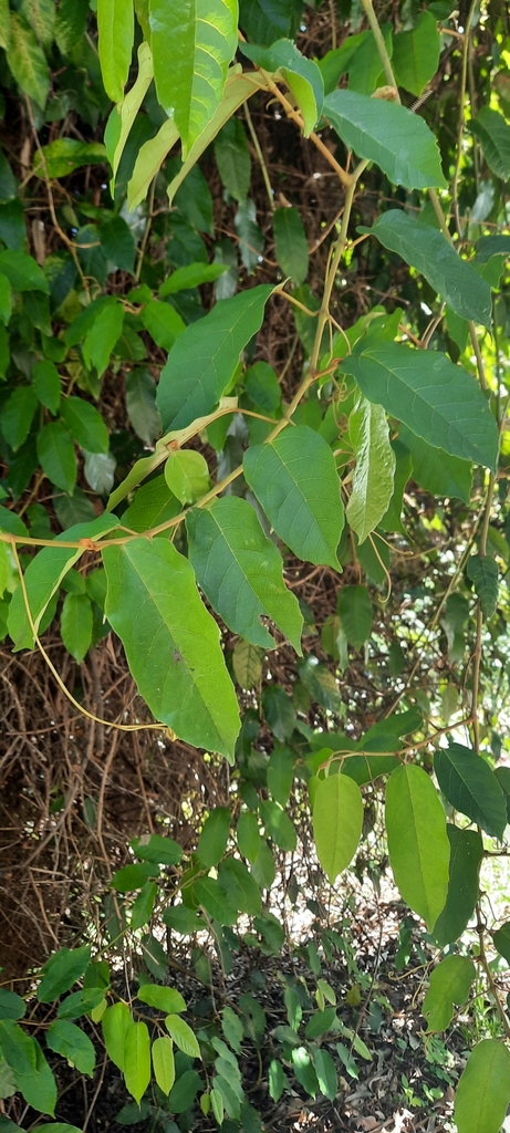 Kangaroo Vine from Yeronga QLD 4104, Australia on December 15, 2021 at ...