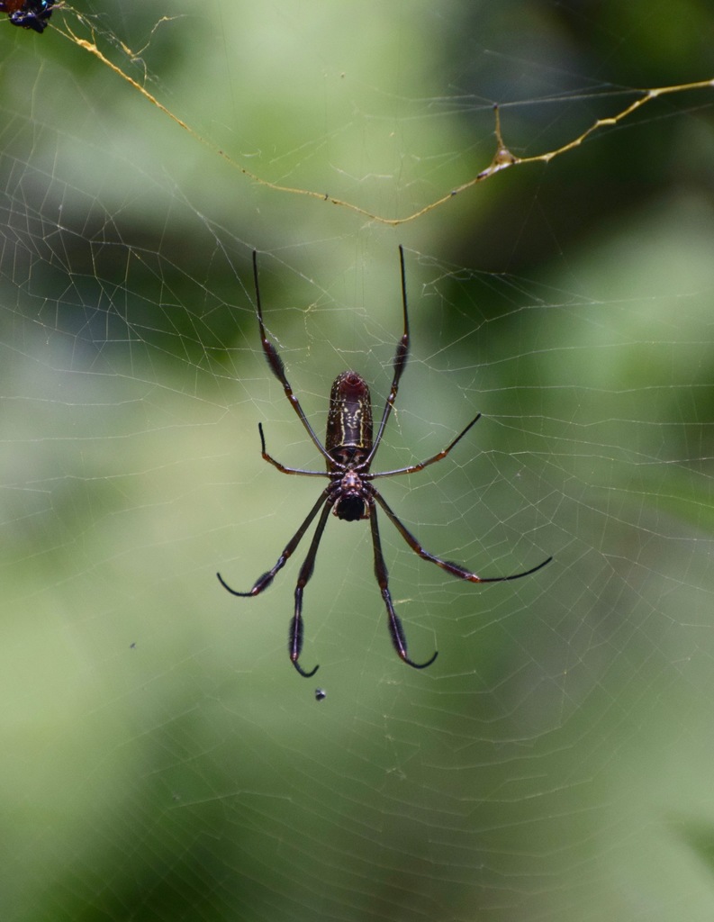 Golden Silk Spider from Cabo Corrientes, Jalisco, Mexico on December 5 ...