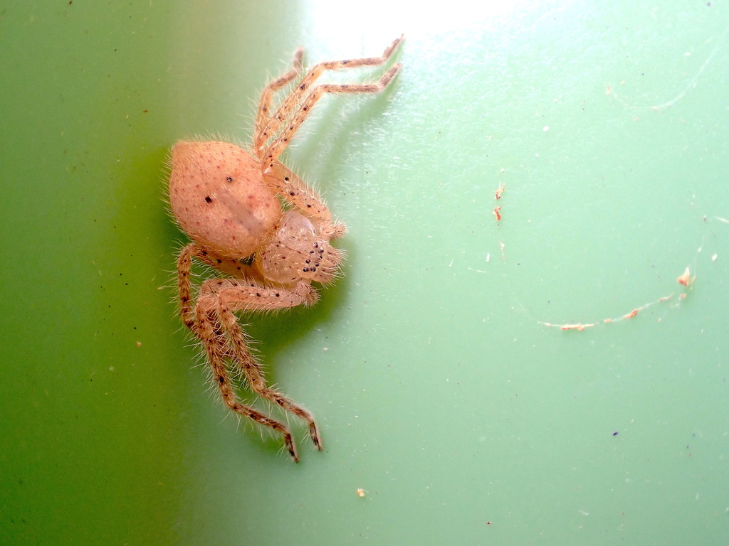 Badge Huntsman Spider from Geelong VIC, Australia on December 15, 2021 ...
