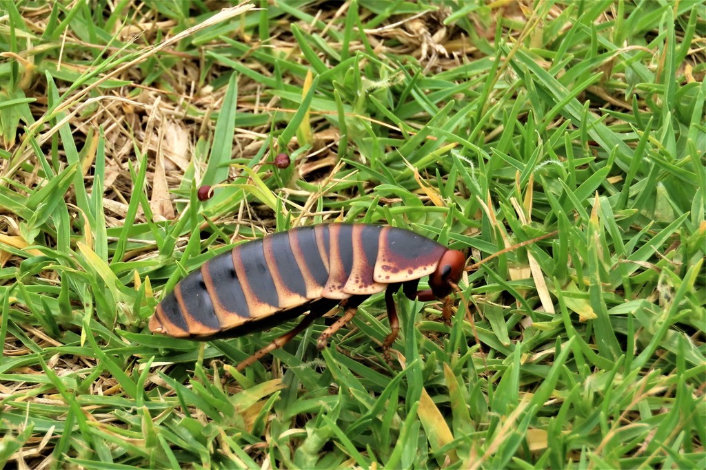 Cape Mountain Cockroach from Kirstenbosch NBG, Rhodes Dr, Newlands ...