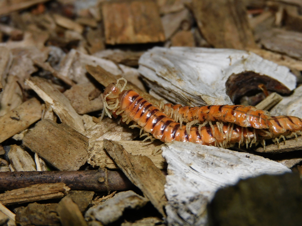 Train Millipede from 日本、山梨県大月市大月町 on June 9, 2021 at 12:51 PM by Rei ...