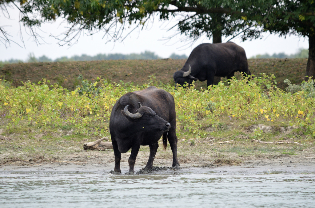 Domestic Water Buffalo from Kiliis'kyi district, Odessa Oblast, Ukraine ...