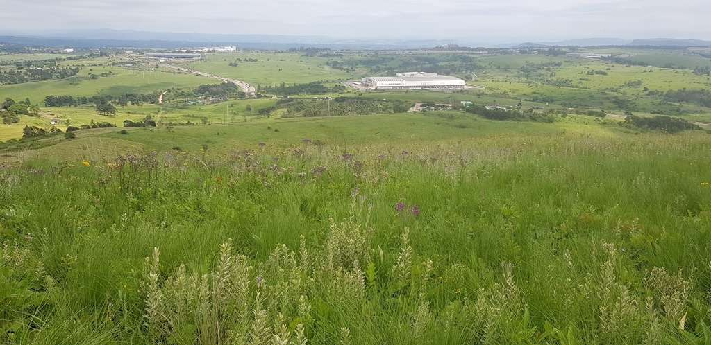 Vernonieae from eThekwini, ZA-NL, ZA on November 18, 2021 at 09:44 AM ...