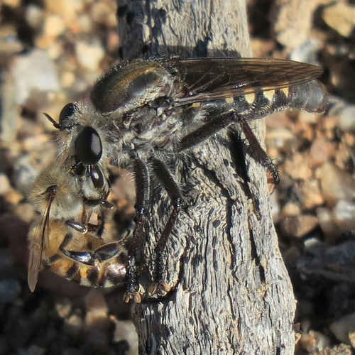 Genus Bana · iNaturalist