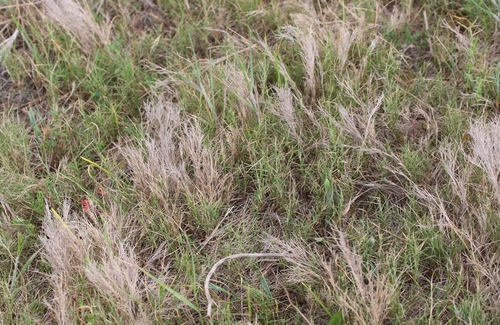 Salado (Muhlenbergia utilis)
