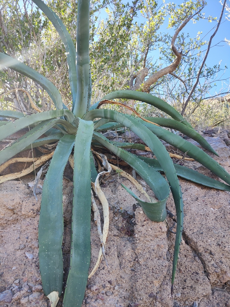 Baja California Sur Century Agave from La Paz, B.C.S., México on ...
