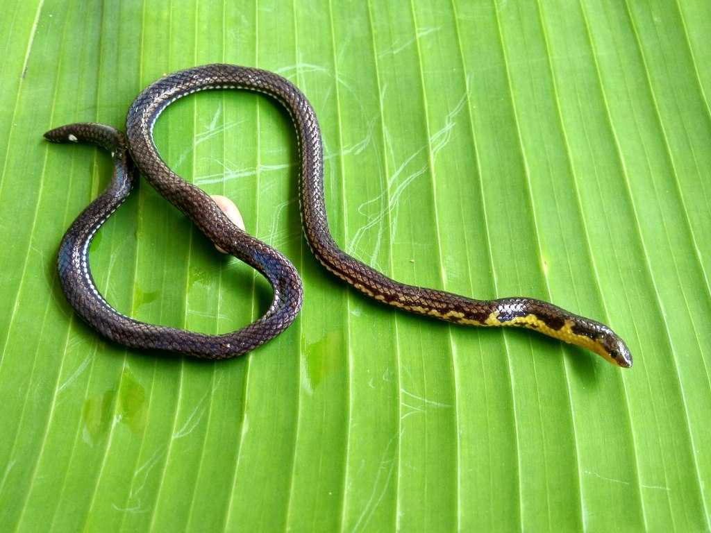 Calamaria borneensis (6th 蛇年大吉 part 1) · iNaturalist