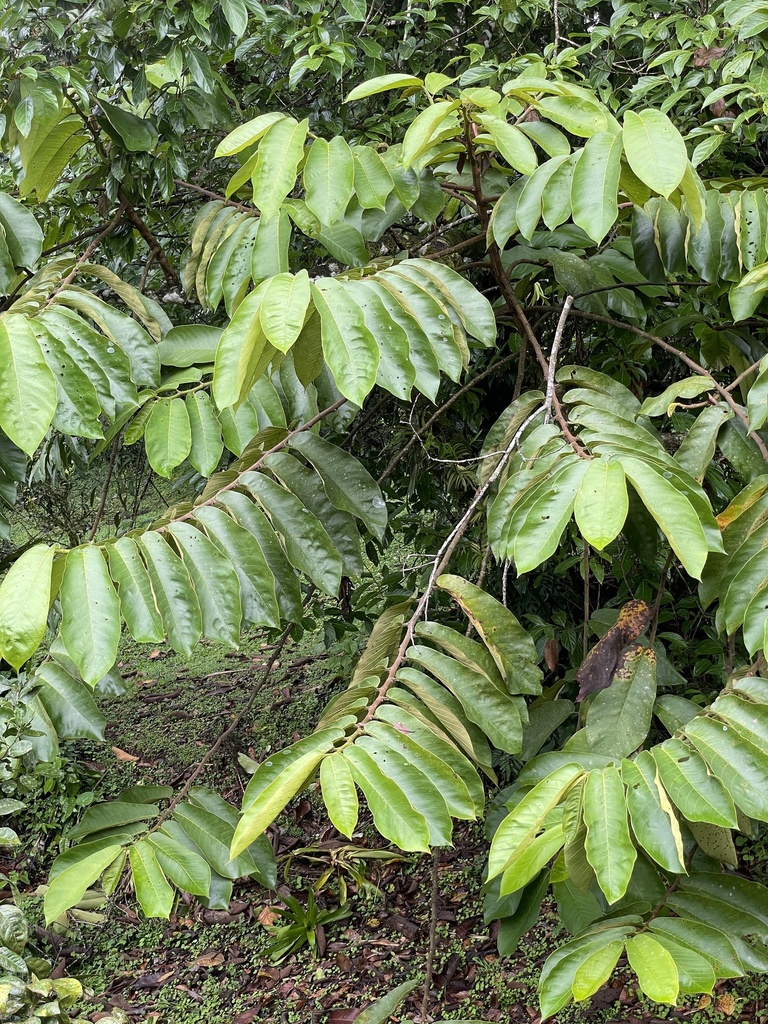 Panama rubber tree from San Carlos, Alajuela, CR on December 15, 2021 ...