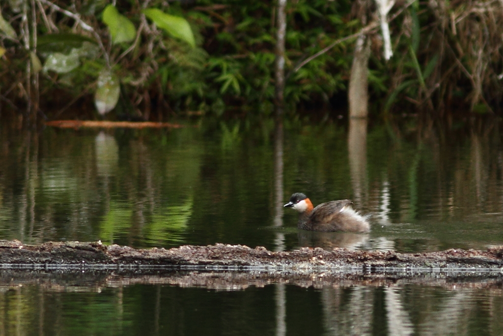 Madagascar Grebe in October 2011 by markus lilje · iNaturalist