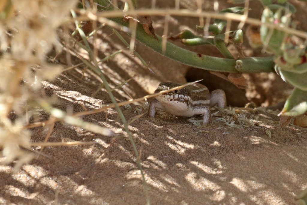 Western three-striped skink from Walvisbay Rural, Erongo, Namibia on ...