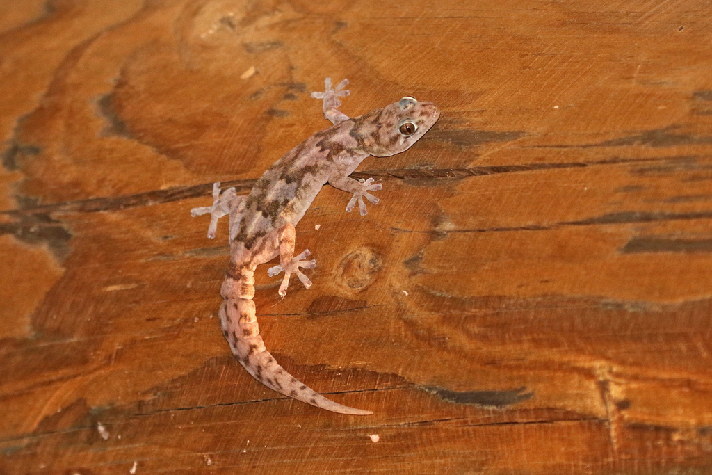African Rock Gecko from Omaruru, Erongo, Namibia on December 02, 2021 ...