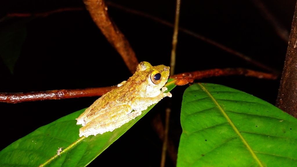 Chasen's Frilled Tree Frog from Engkitip, Desa, Sekendal, Kec. Air ...