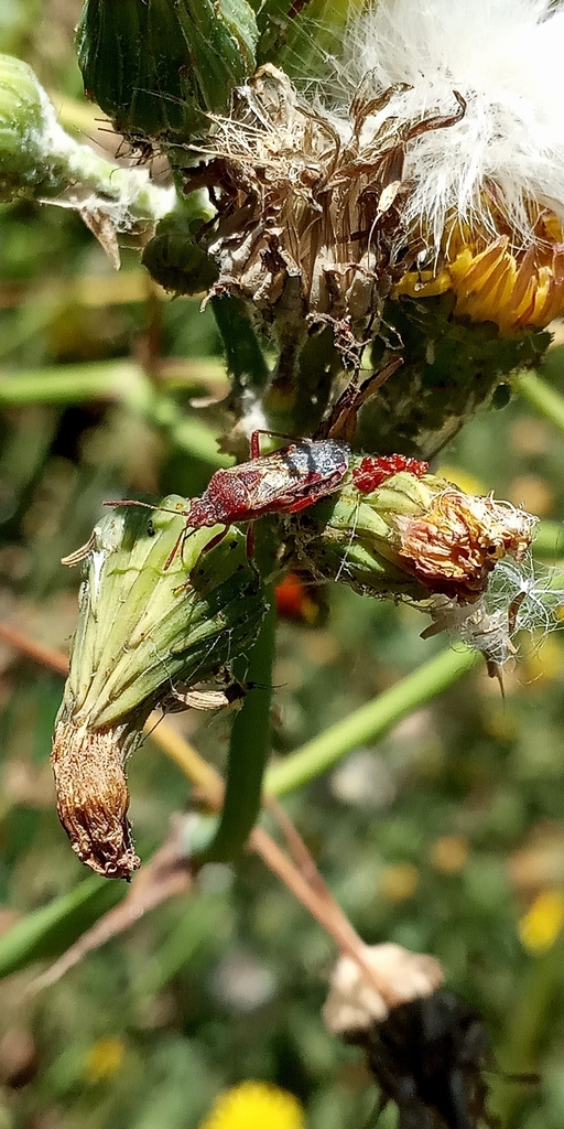 Hyaline Grass Bug from Mar del Plata, Provincia de Buenos Aires ...