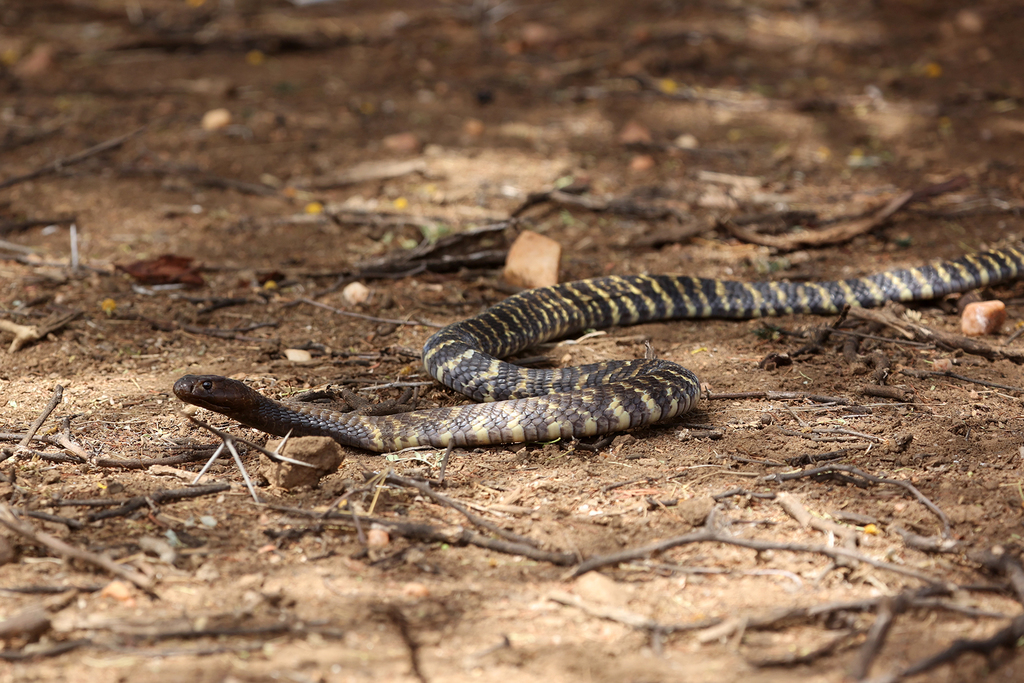 Zebra Spitting Cobra (Naja nigricincta nigricincta) - Snakes and Lizards