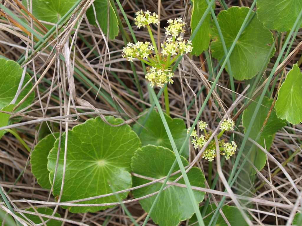 largeleaf pennywort from Padre Island National Seashore on April 8 ...