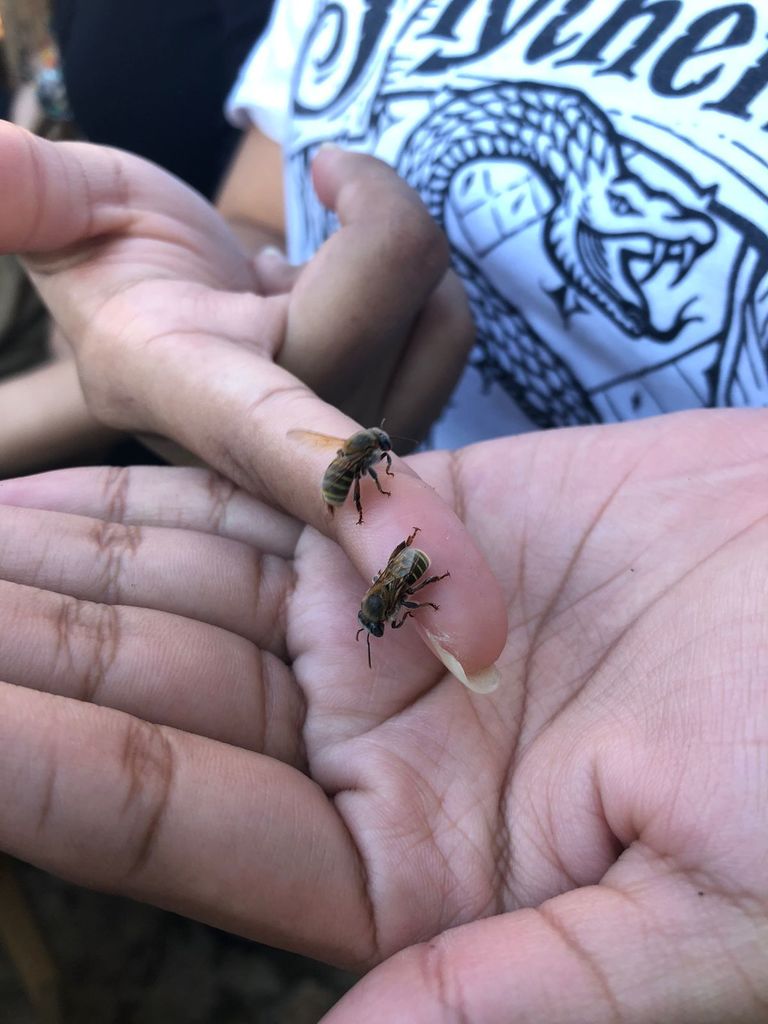 Jicote manso desde Oxkutzcab, Yuc., México el 04 de diciembre de 2021 a ...