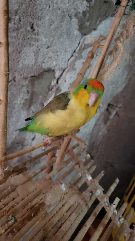 Pacific Parrotlet in December 2021 by mayllen · iNaturalist