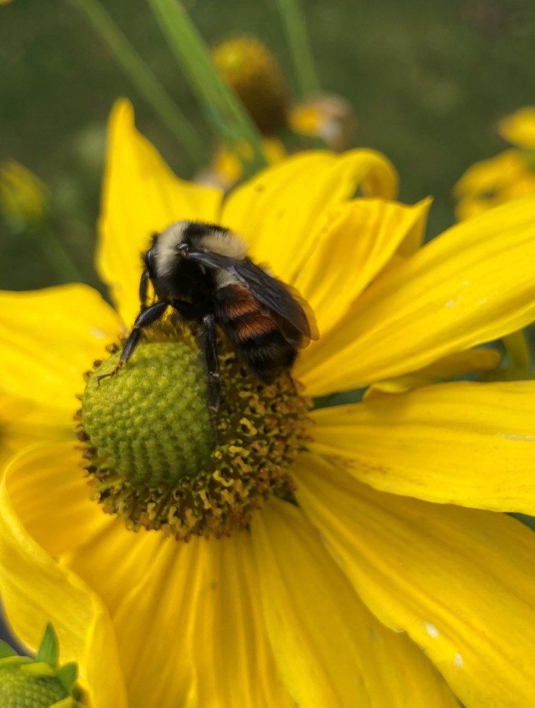 Red-belted Bumble Bee from Douglasdale, Calgary, AB T2Z, Canada on ...