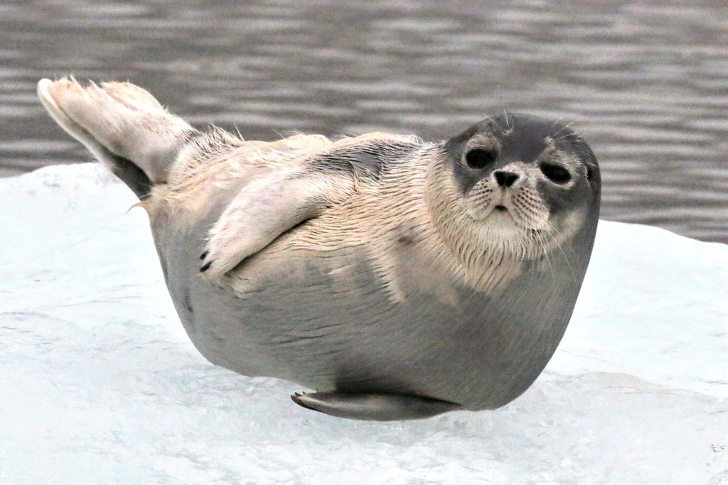 Ringed Seal (Pusa hispida) - Marine Life Identification