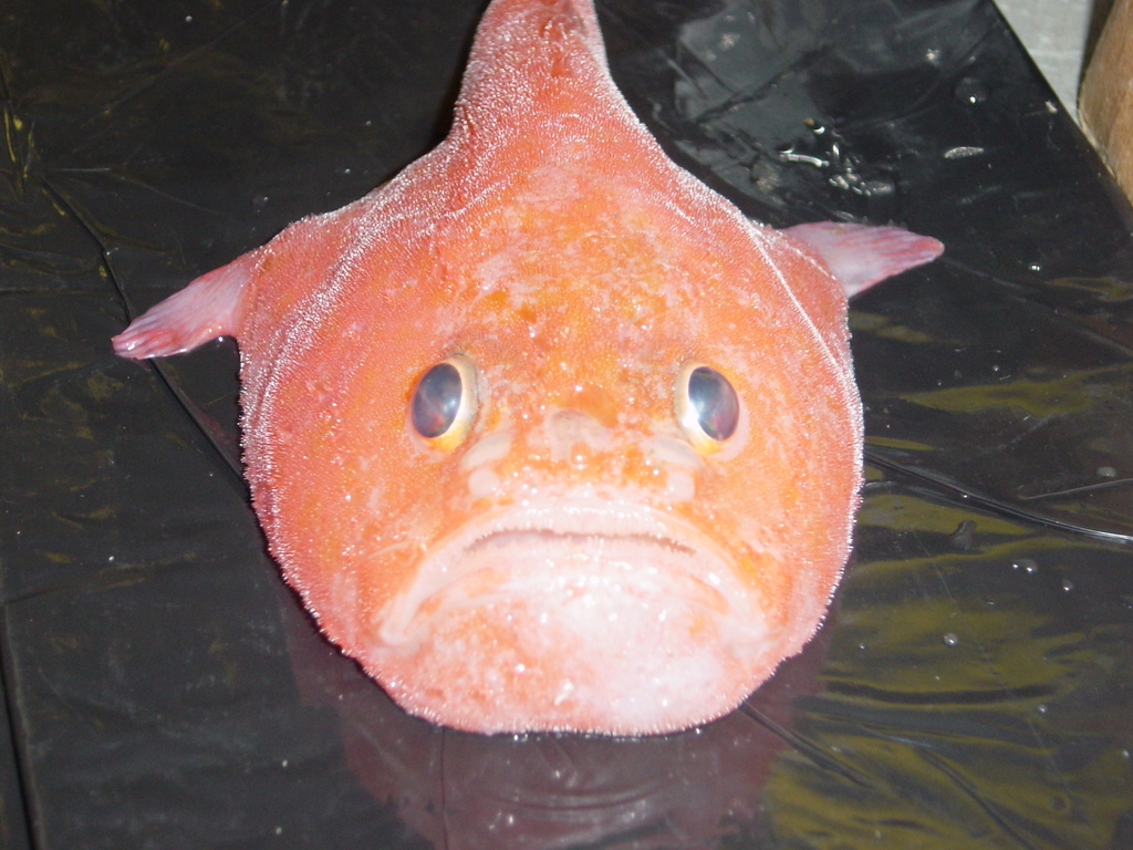 Furry Coffinfish (Chaunax endeavouri) - Marine Life Identification