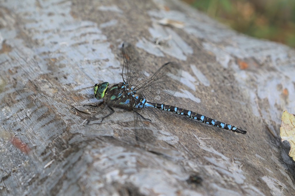Lake Darner from Heritage Ranch Red Deer Alberta Canada on August 21 ...