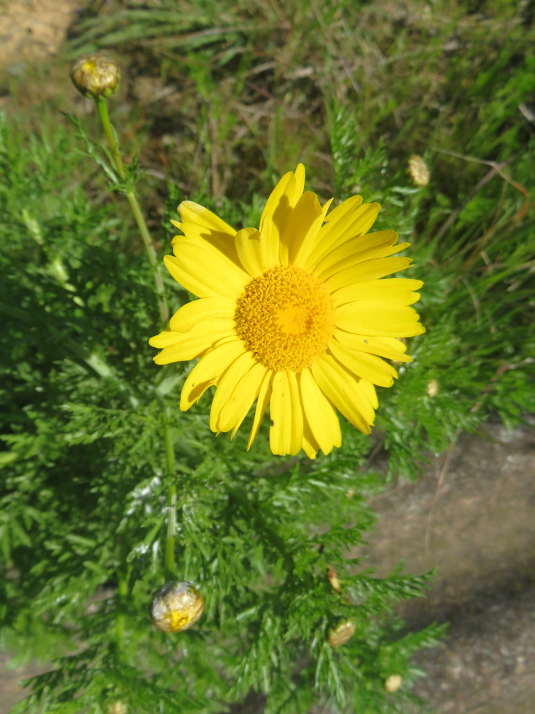 Garland Daisy from Concepcion, Bío Bío, Chile on October 6, 2021 at 03: ...