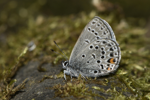 Yukon Blue (Subspecies Agriades optilete yukona) · iNaturalist United ...